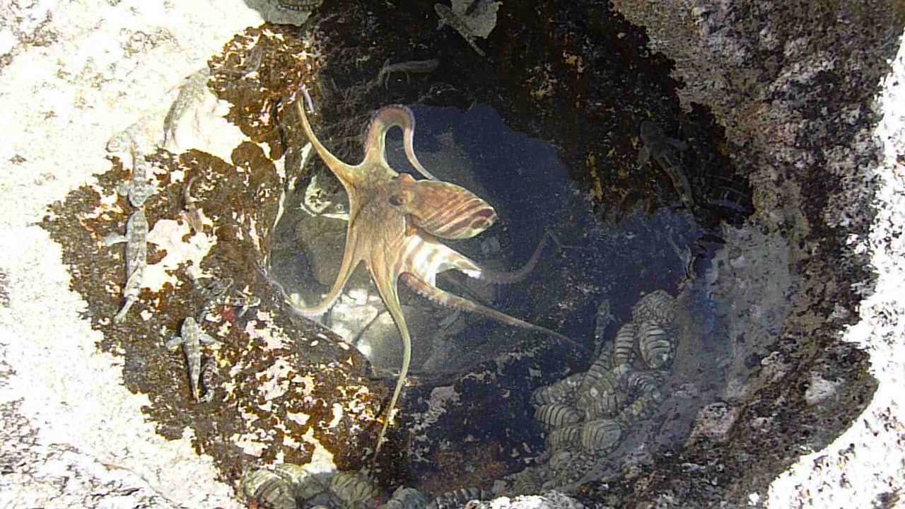 Octopus In Tidal Pool - YouTube