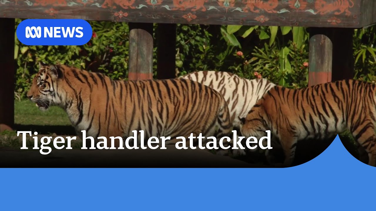 Dreamworld handler attacked by tiger, treated in hospital for arm ...