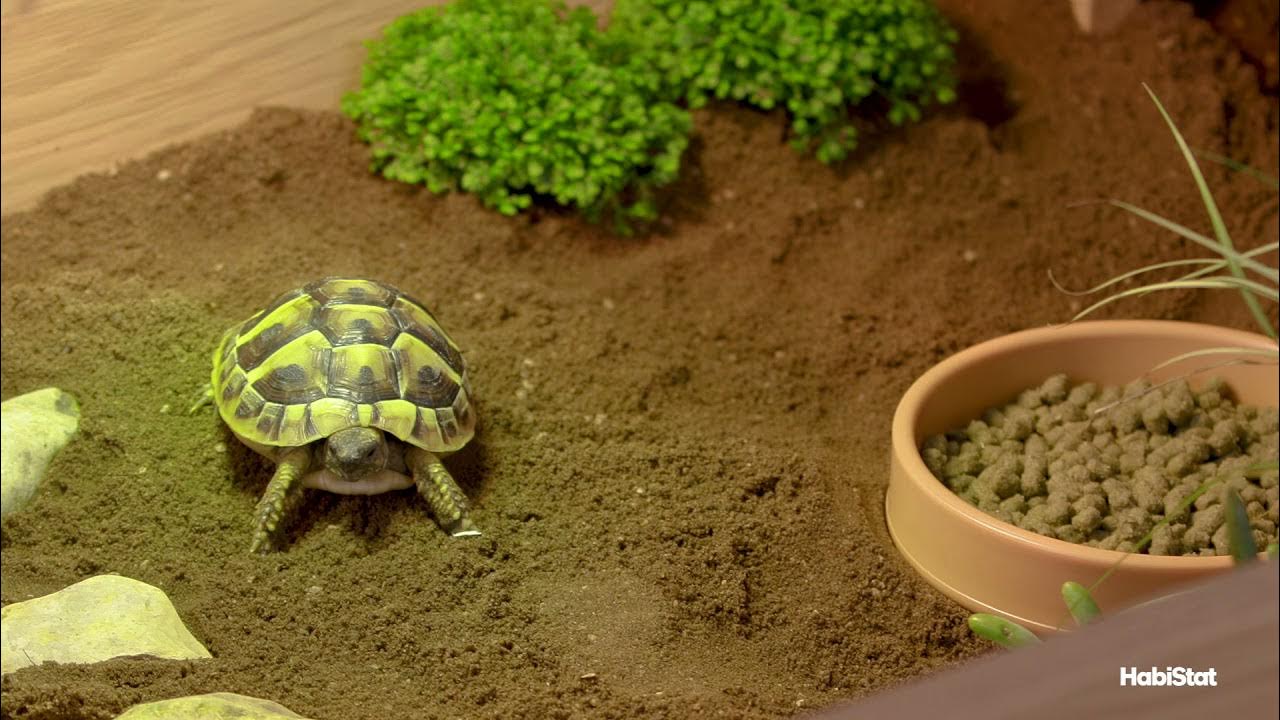 How to Set Up your Tortoise Table - YouTube