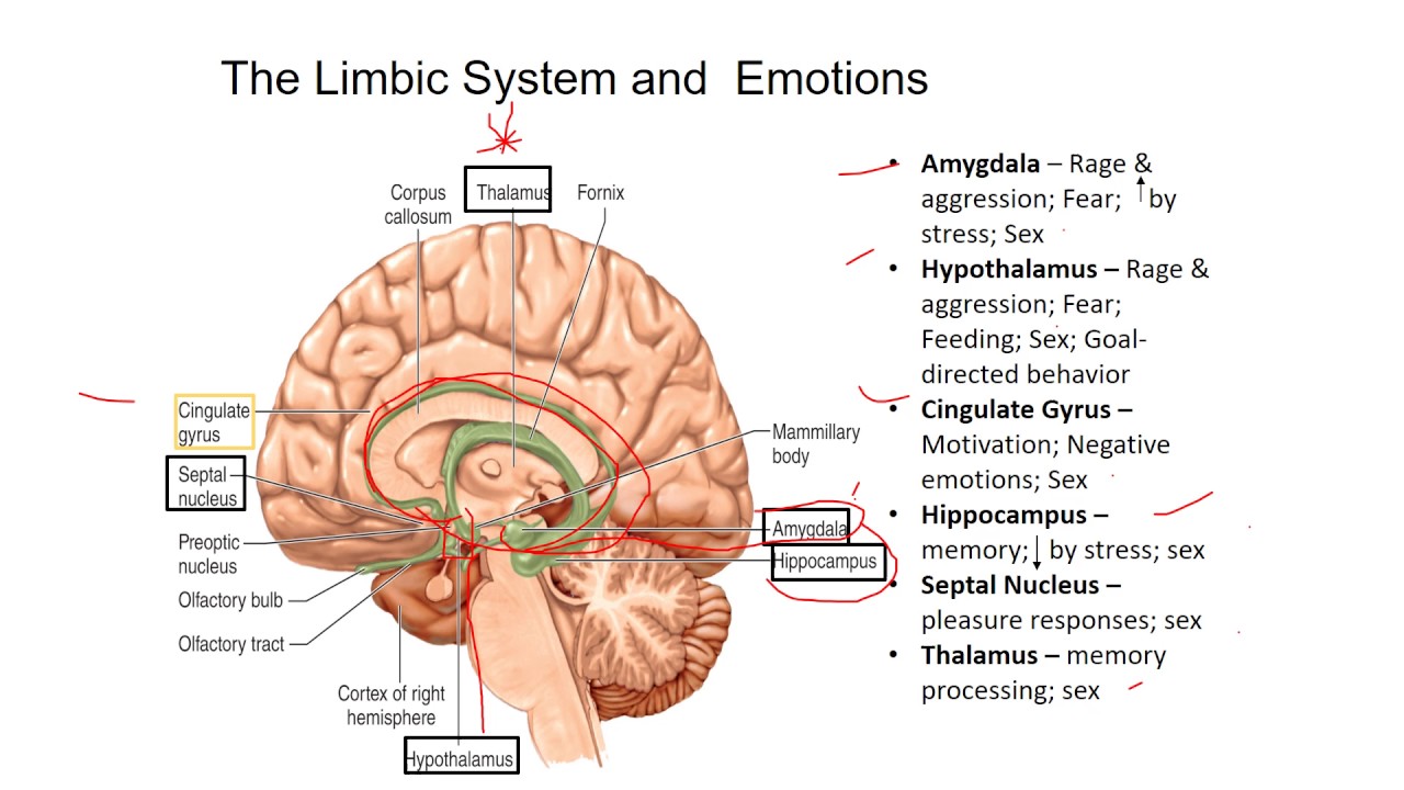 Brain physiology - motor circuit & emotions - YouTube