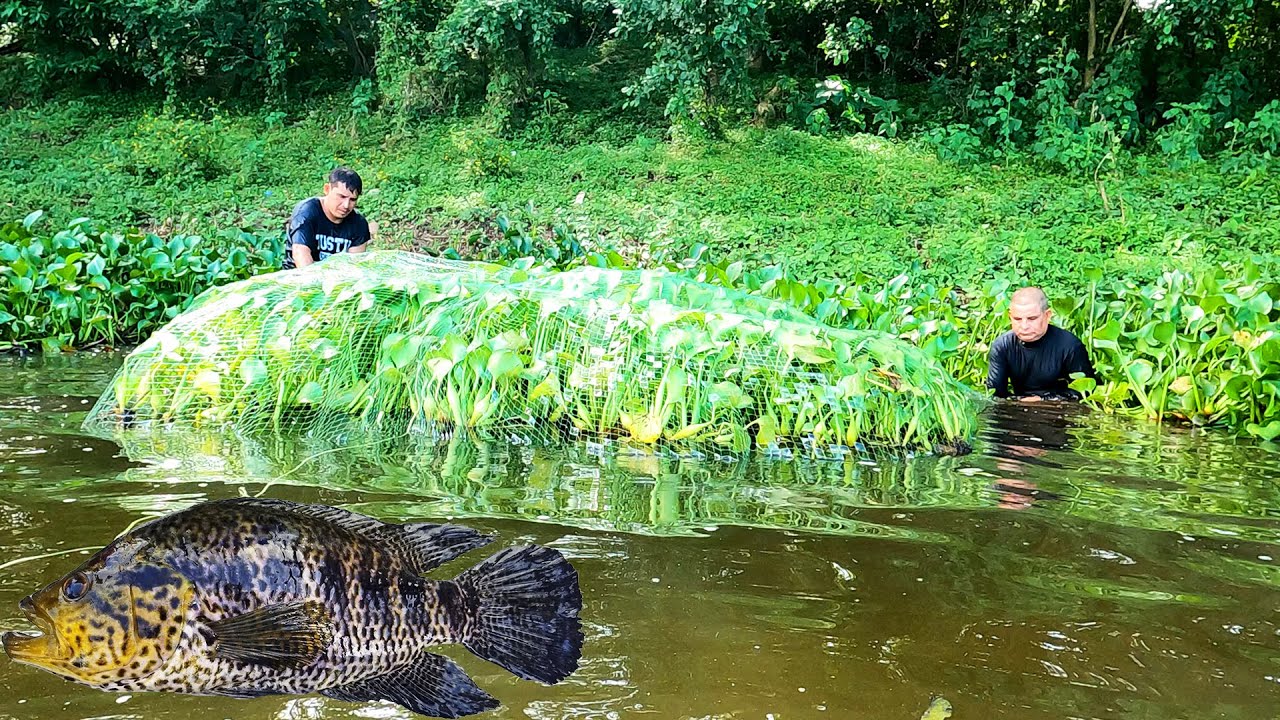 PESCA DE GUAPOTES CON LA TECNICA DEL TASHTULIADO! MIRA COMO NOS FUE ...
