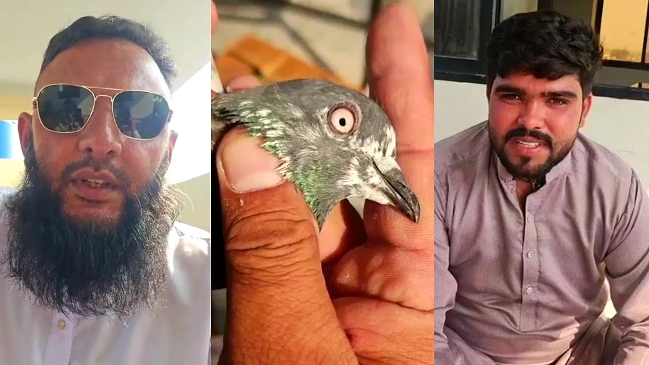 kabootro ki selection Ustad Haji Imran Bakkar Mandi - YouTube