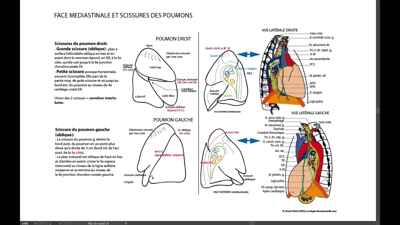 9 Poumon face médiastinale scissures - YouTube