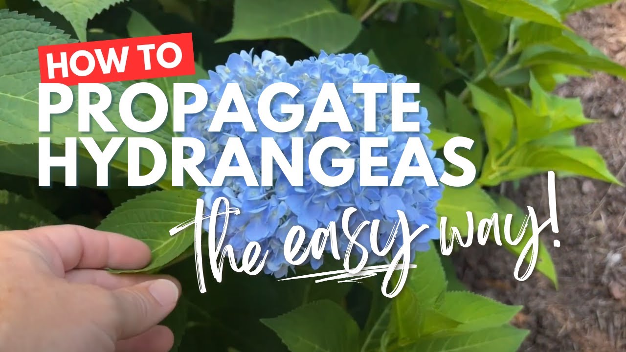 The Easy Way to Propagate Hydrangeas From Cuttings - YouTube