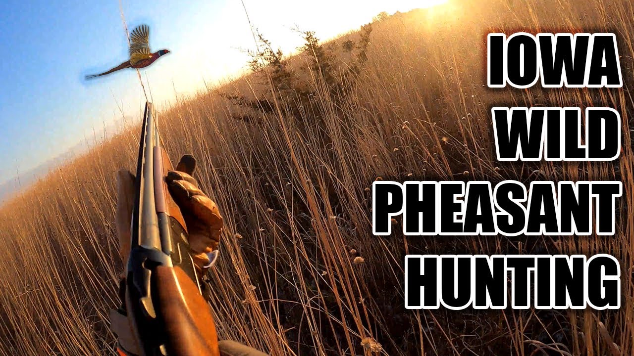 IOWA WILD PHEASANT HUNTING - YouTube