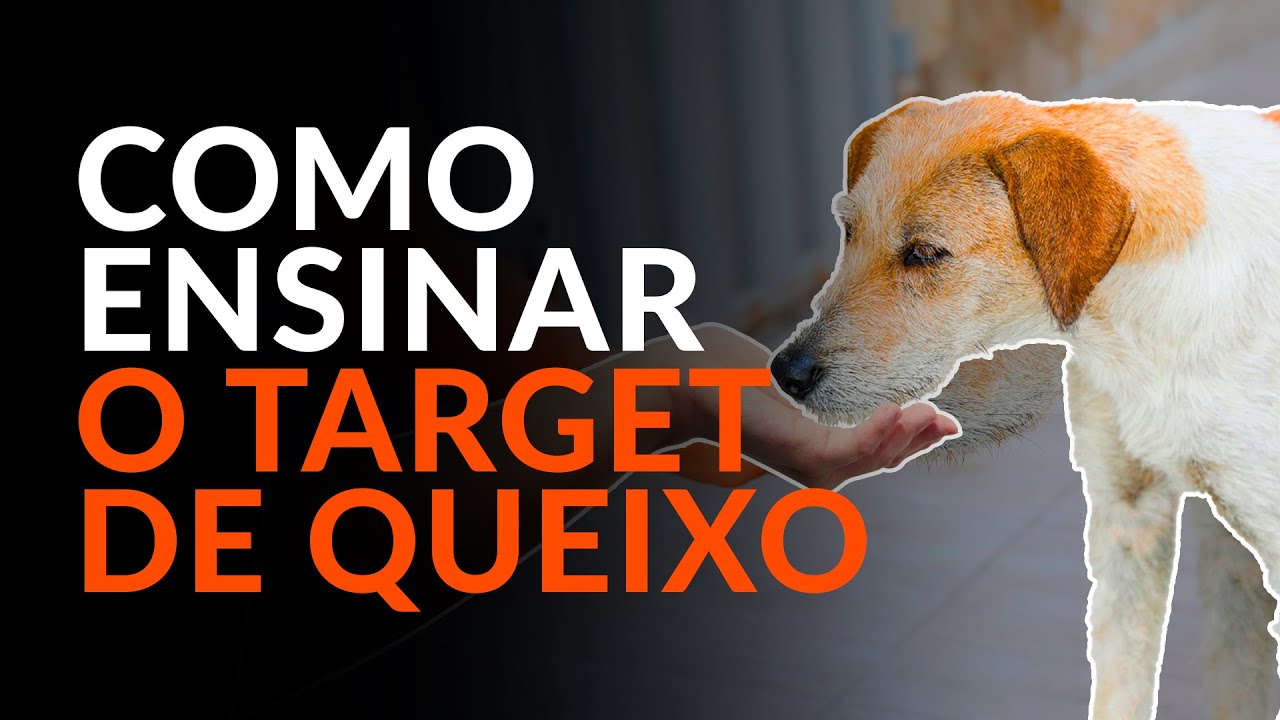 Como ensinar o TARGET de queixo para seu cão? | Adestramento Online ...