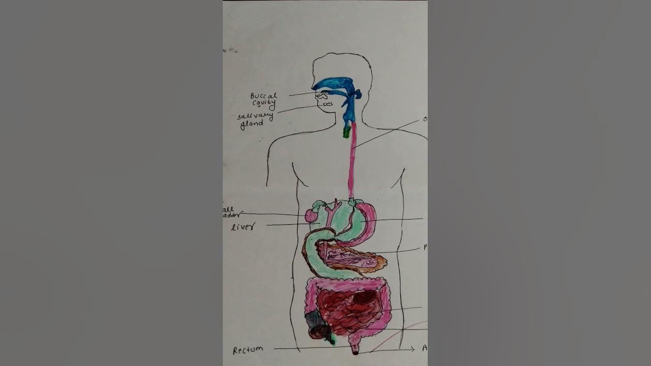 Human digestive system # science project - YouTube