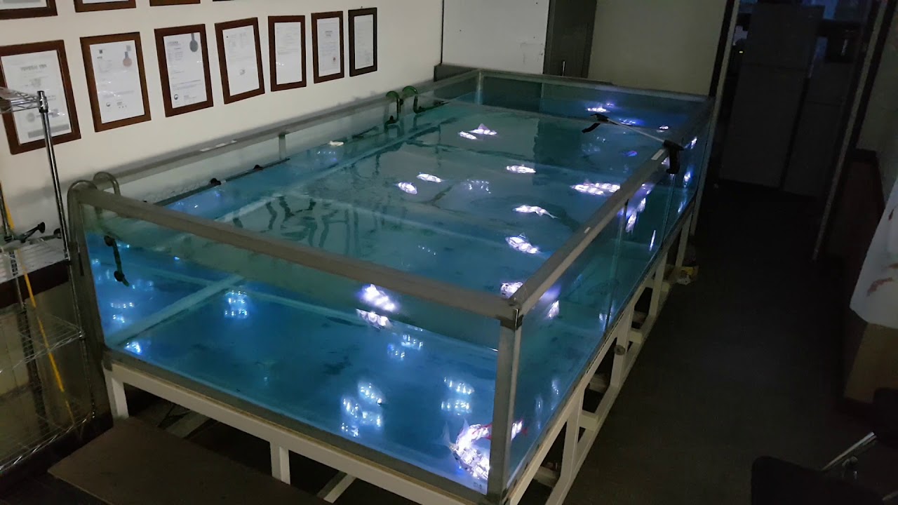 The new robot fish, MIRO-5 (2nd) - YouTube