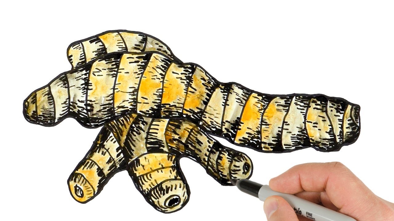 How to Draw a Ginger | Ink Drawing and Painting Tutorial - YouTube