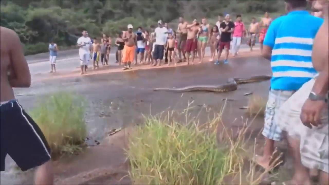 Giant Anaconda Found in Brazil - YouTube