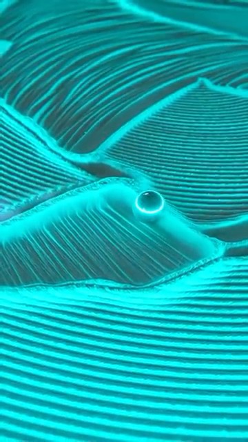 Oasis Coffee Table carves a stunning whale in sand, creating calm and ...