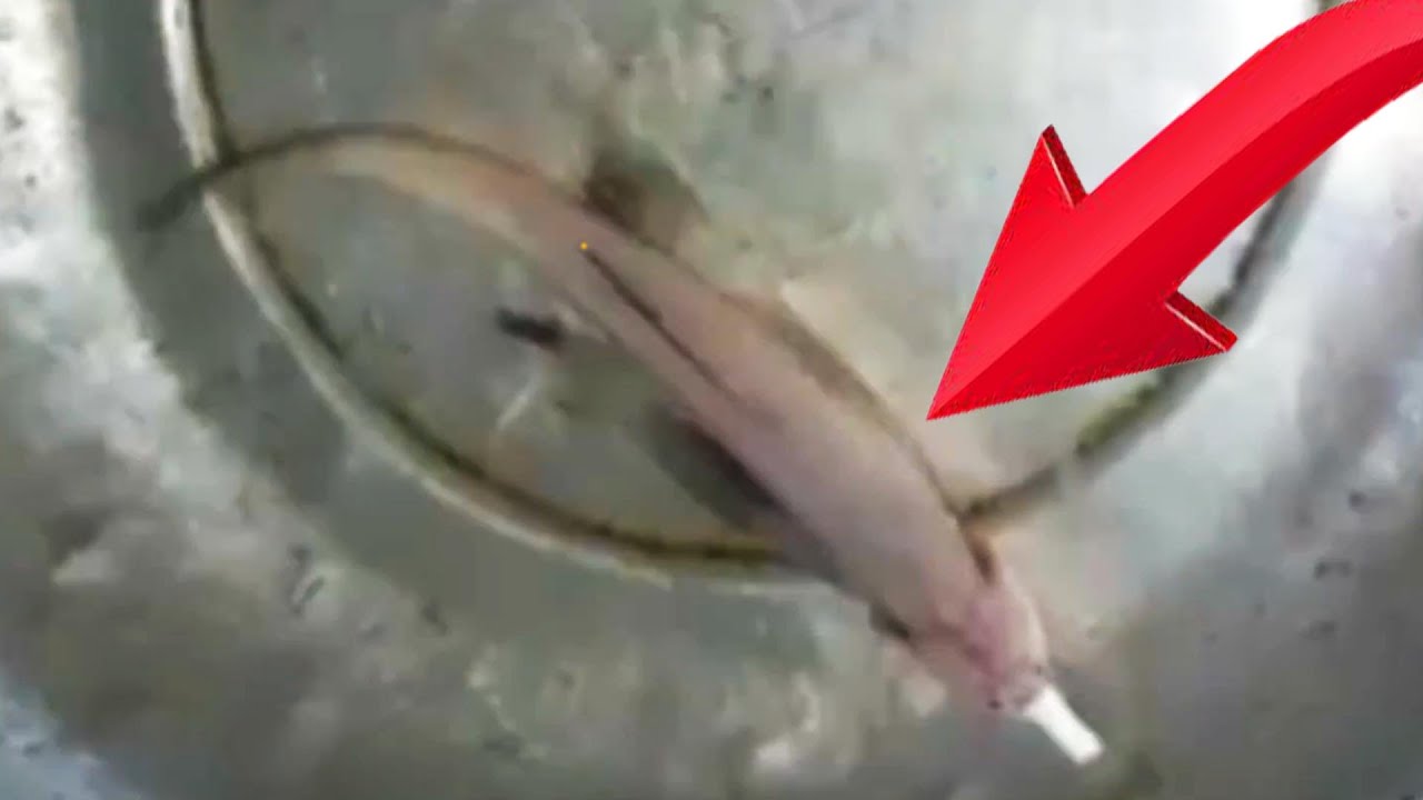 Have you ever seen a live Bombil fish ! জীবিত লটিয়া মাছ কি কখনো ...