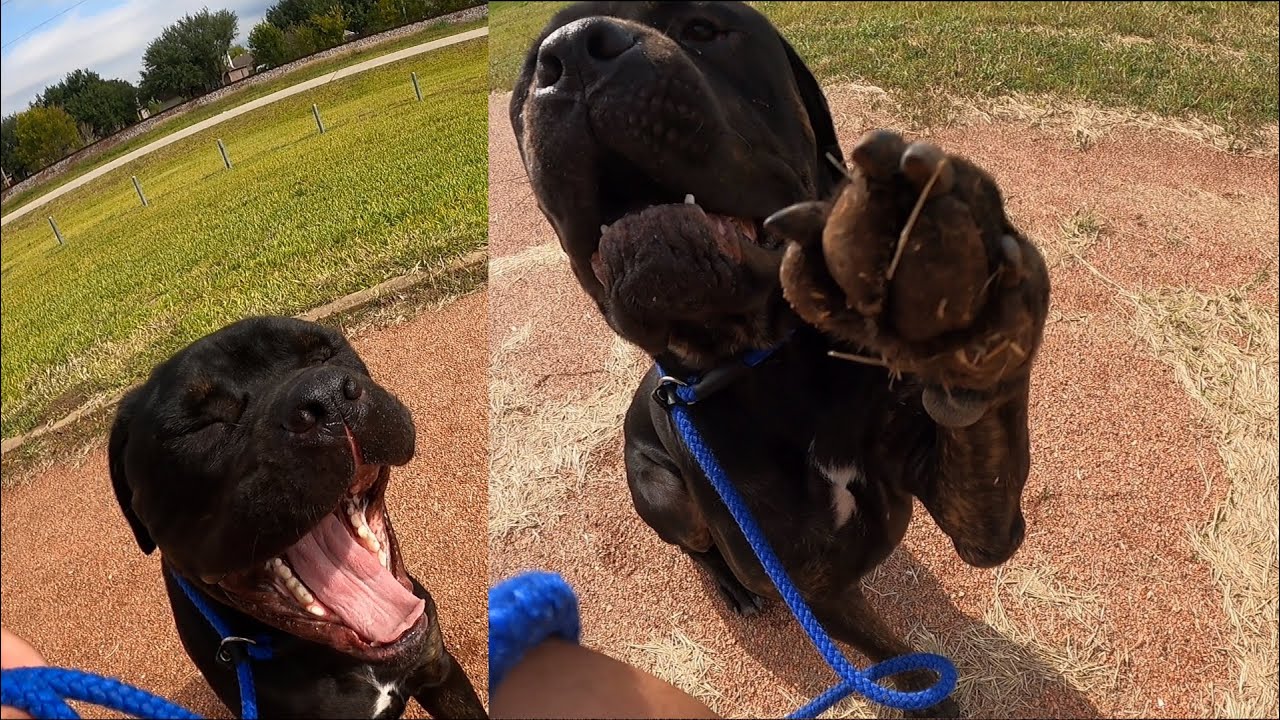 The Sound Of Stubbornness | Cane Corso Sensory Overload | Loki - YouTube