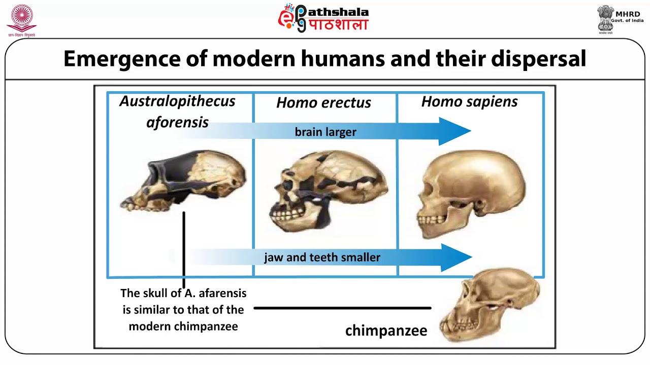 Anth P01 M09. Emergence of modern human and their dispersal - YouTube