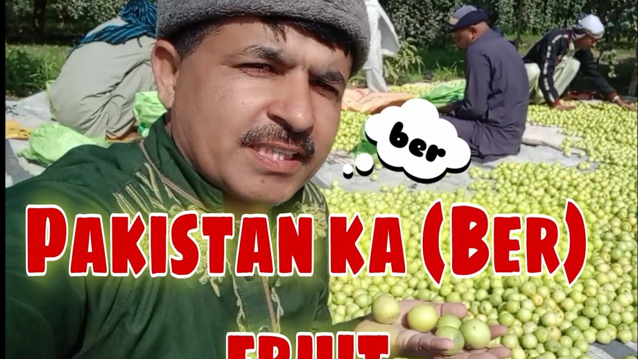 Pakistani #"Jujube" (Ber) fruit پاکستانی بیر (پھل) - YouTube