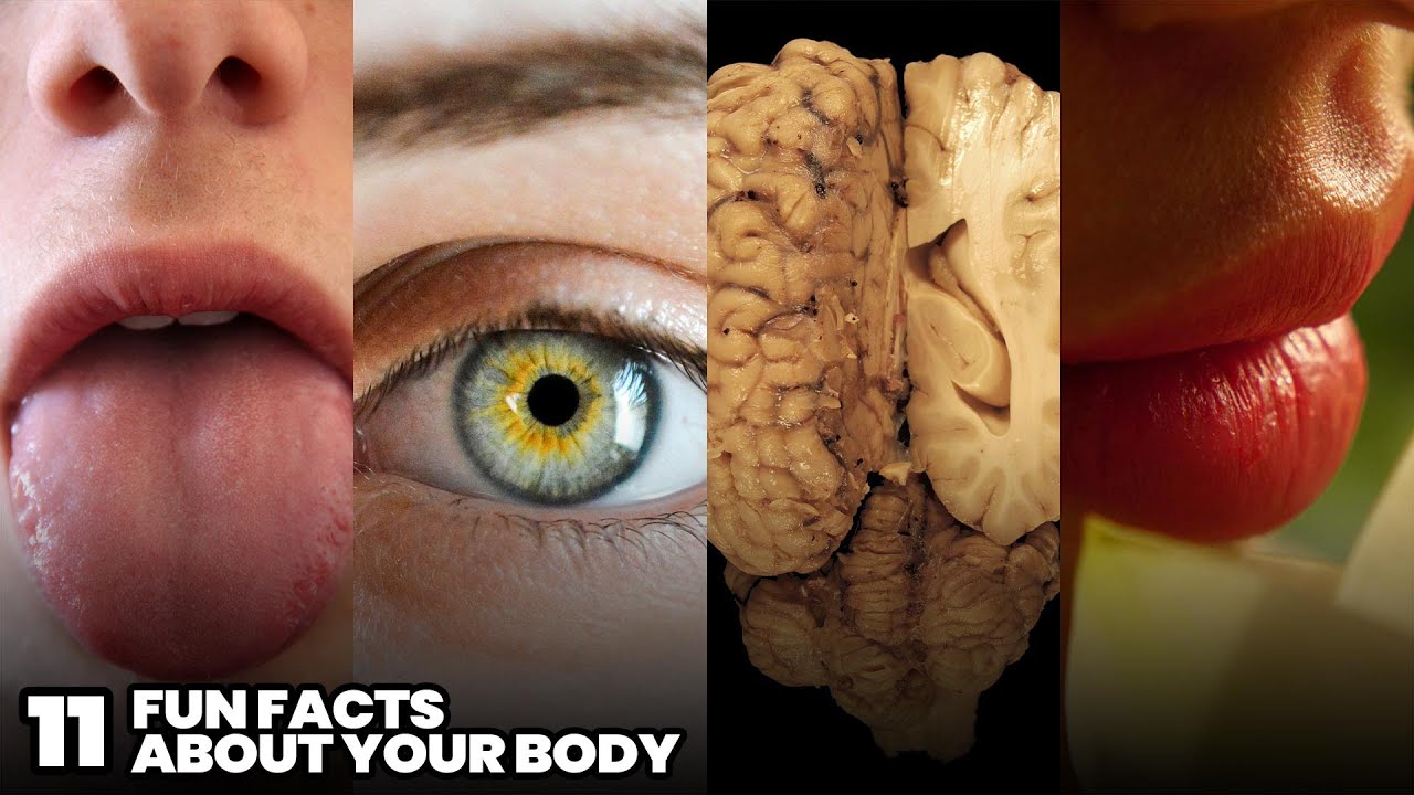 11 Curious Facts You Probably Didn't Know About Your Body | Curiosities ...