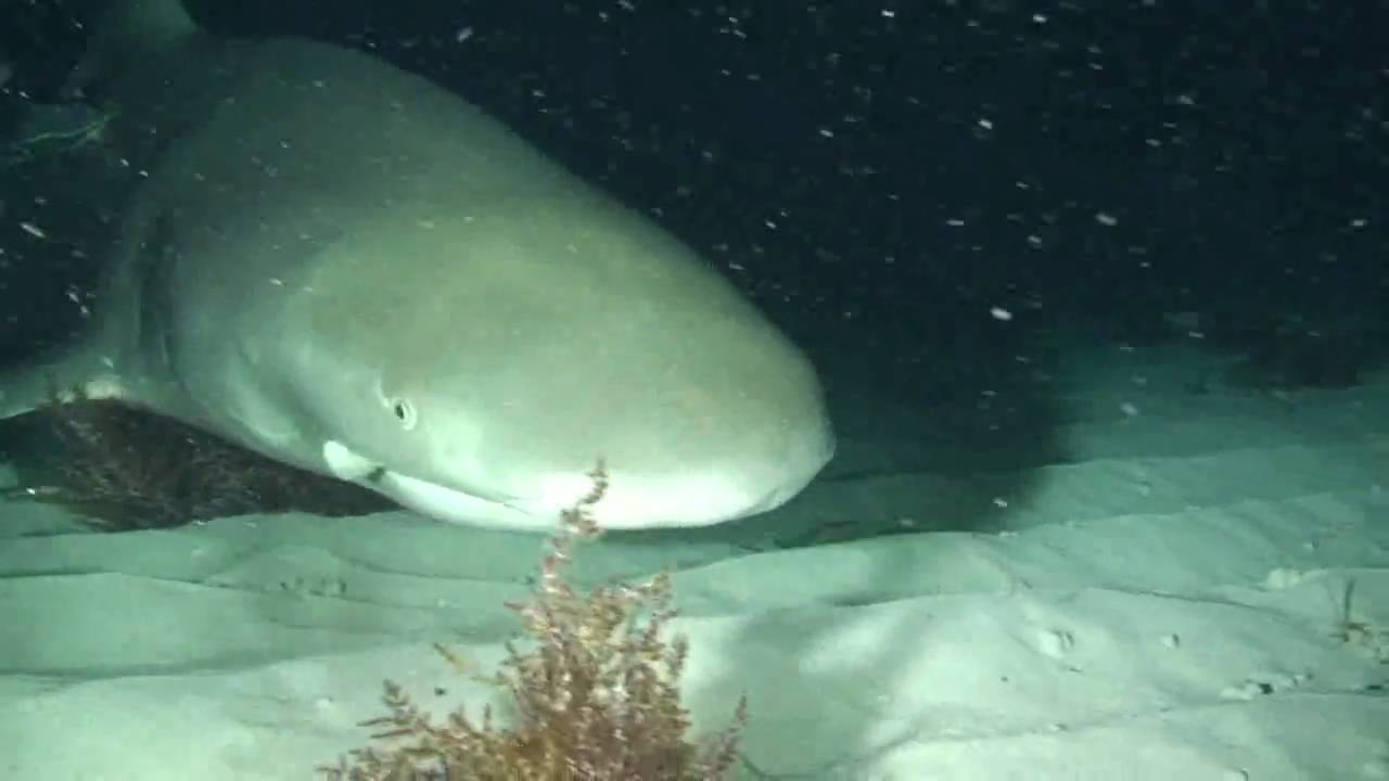 Night dive with Lemon Sharks Bahamas - YouTube