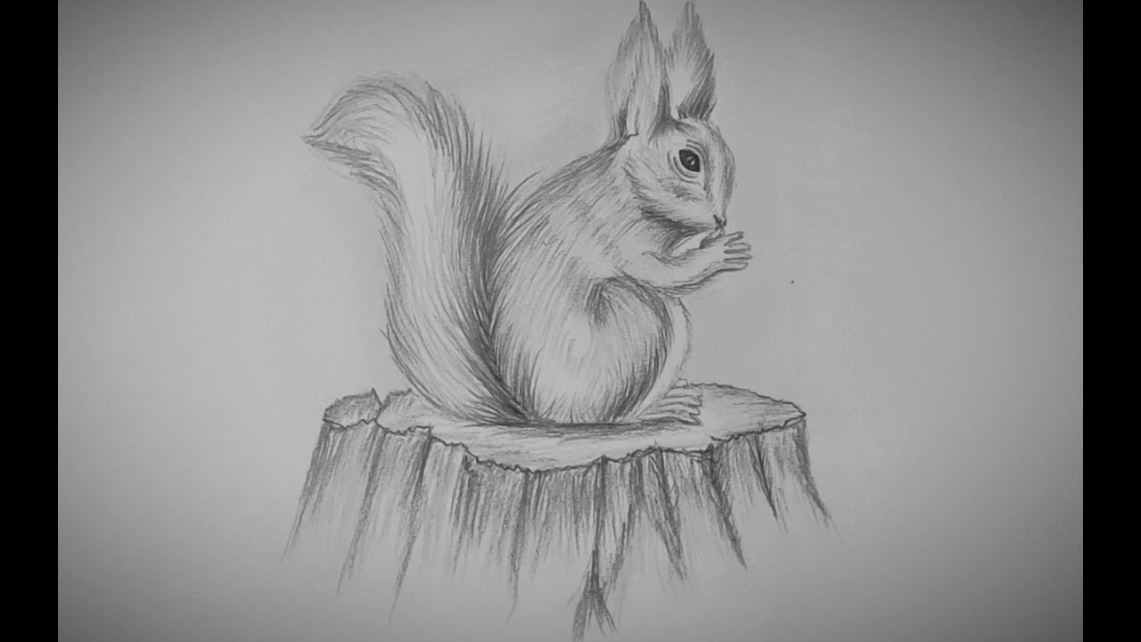 How to draw a cute Squirrel with pencil shading. - YouTube