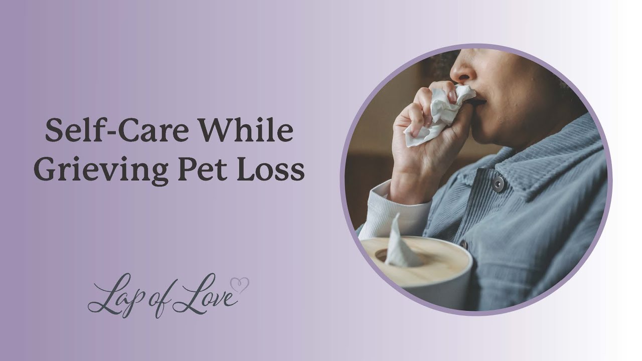 Self Care While Grieving Pet Loss - YouTube