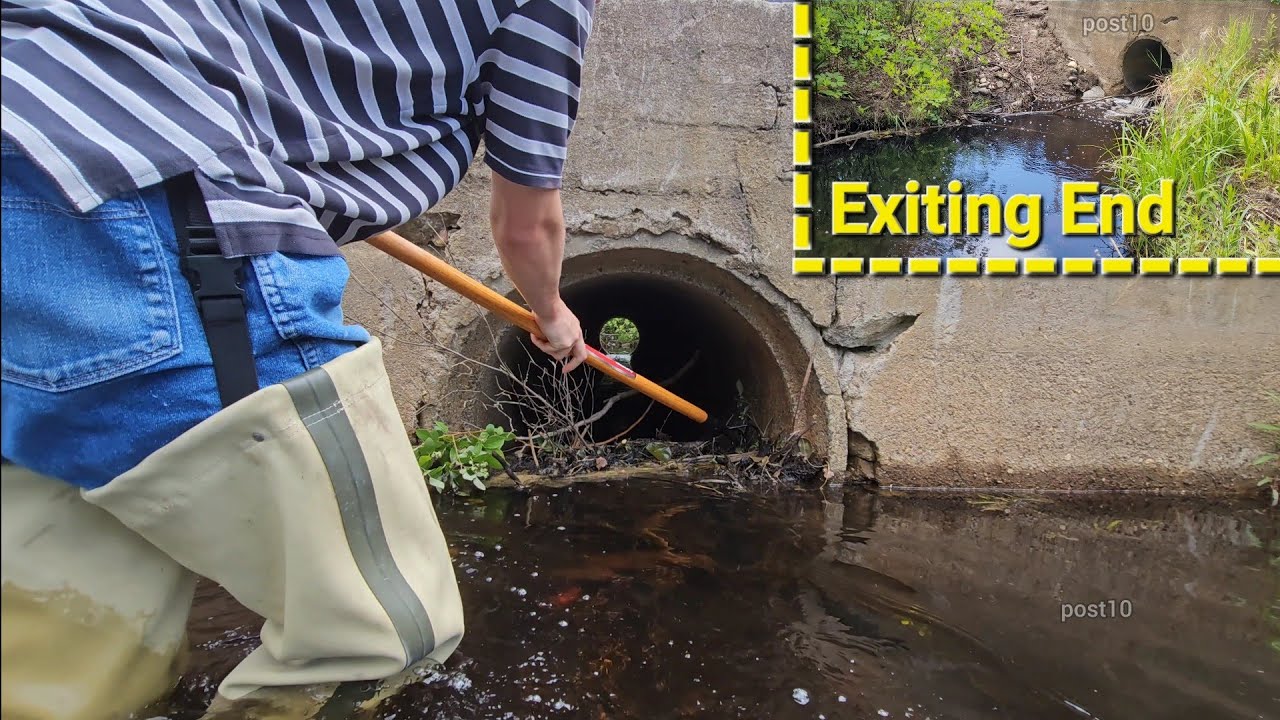 Unclogging , The Beavers Are Out Of Control At The CT Beaver Swamp And ...