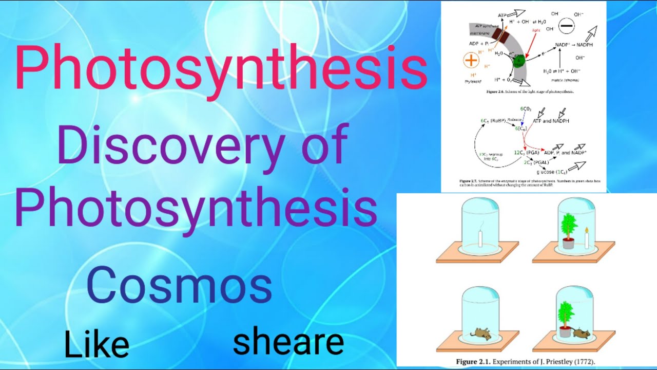 Photosynthesis/Discovery of Photosynthesis/Chemical Composition of ...