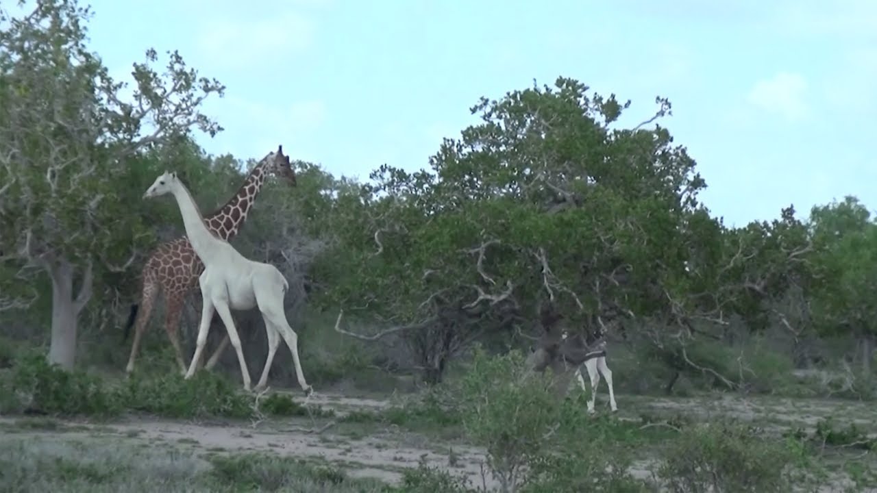 Leucistic Giraffe