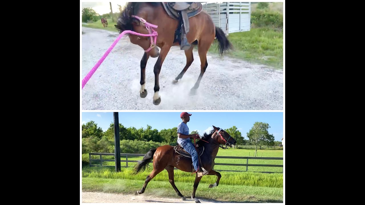 My Training Process of a 2yr old Standardbred Filly (Rosharon, Tx ...