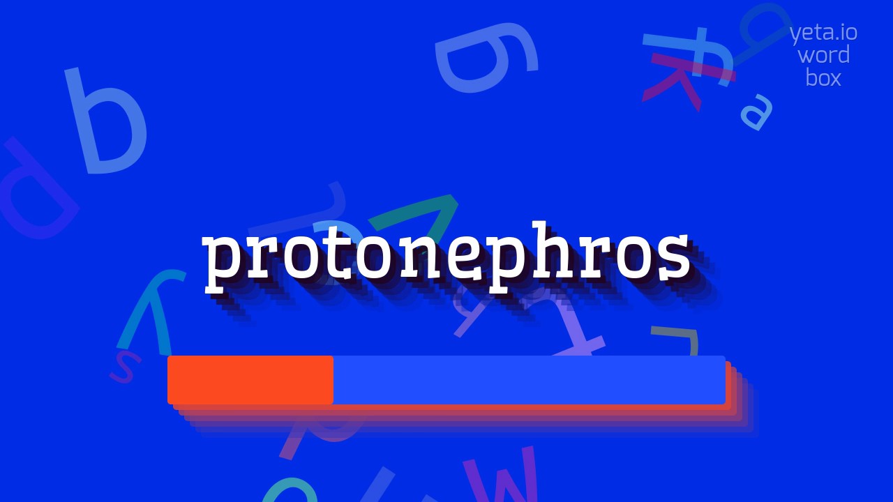 How to say "protonephros"! (High Quality Voices) - YouTube