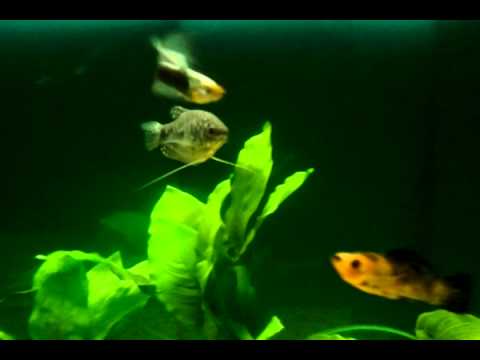 Aqua one Horizon 130 community tank - YouTube