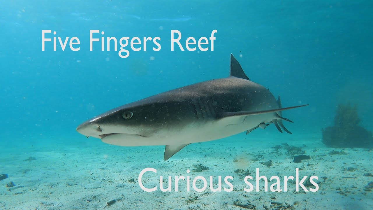 Day2 Coral Bay | Curious sharks | Five Fingers Reef - YouTube
