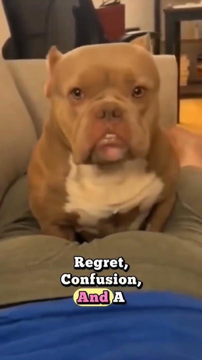 funny dog #shorts #shortvideo #dog #dogs #animals #funnyvideo #funny #funnyanimals #pets - YouTube