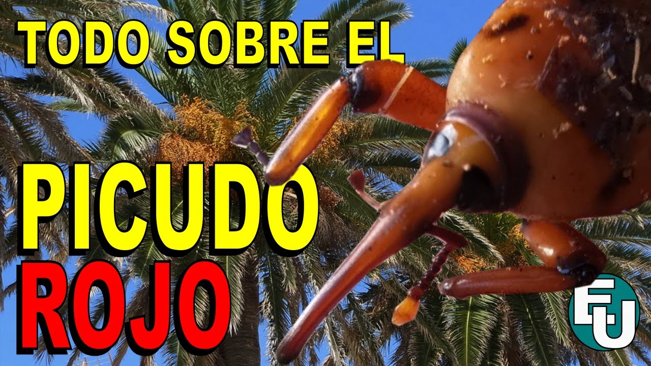 Todo lo que hay que saber sobre el Picudo Rojo #uruguay #plaga # ...