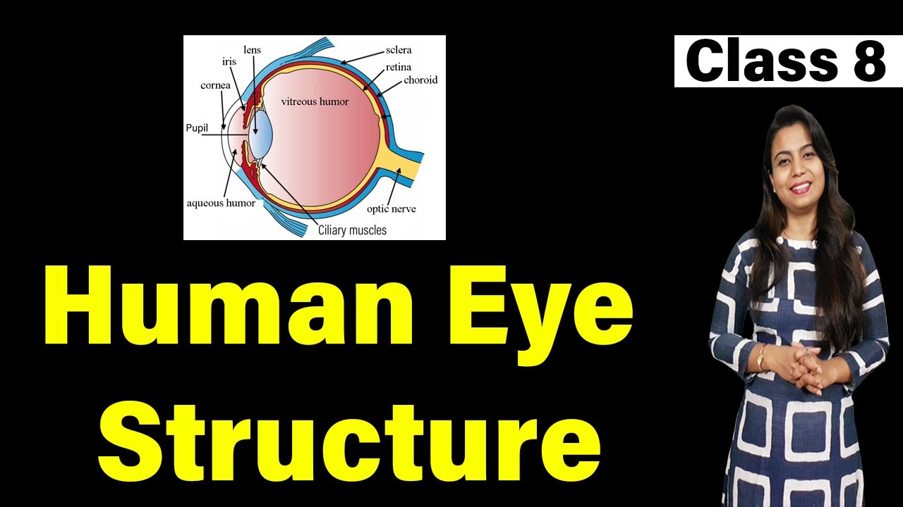 Class 8 | NCERT and CBSE Science | Human Eye Structure and Function ...