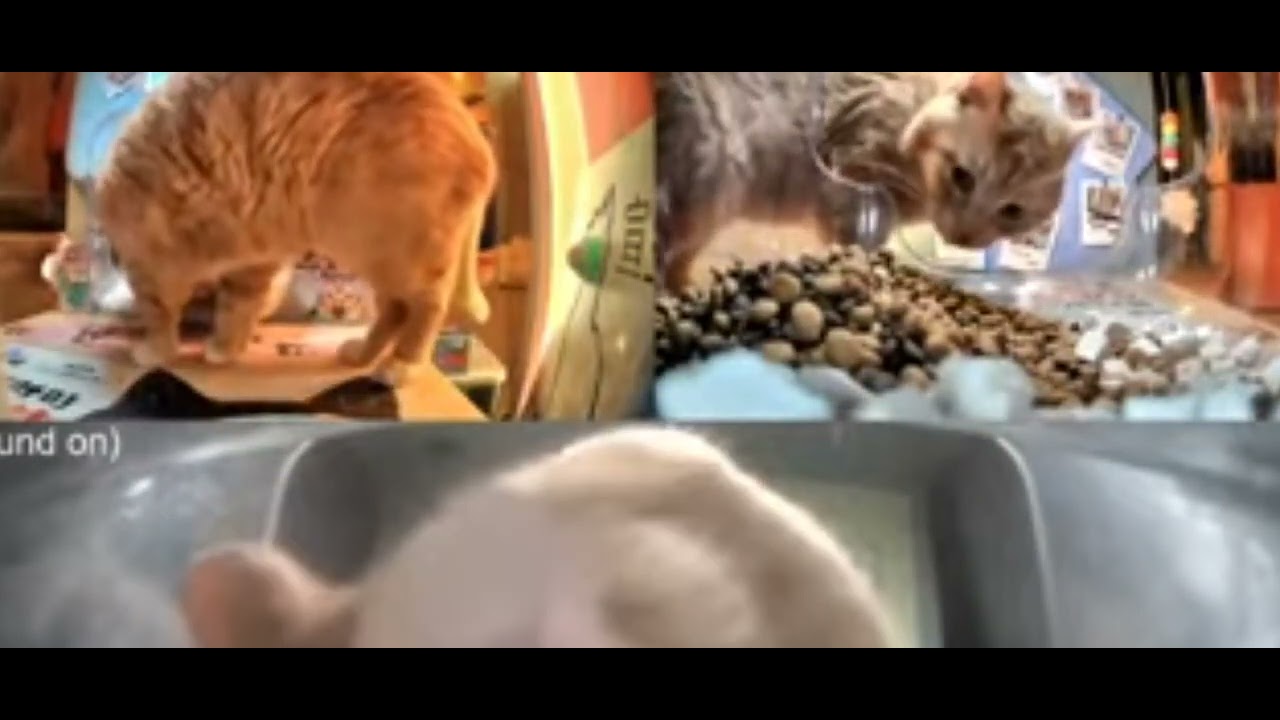 Fresh Cam: Mr. Fresh has a quick snack - YouTube