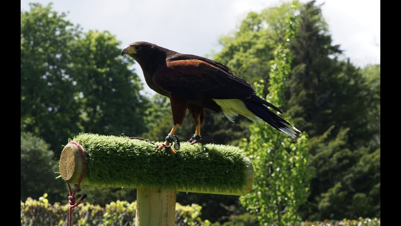 FALCONS AND HAWKS AT DUNROBIN CASTLE IN SUTHERLAND - YouTube
