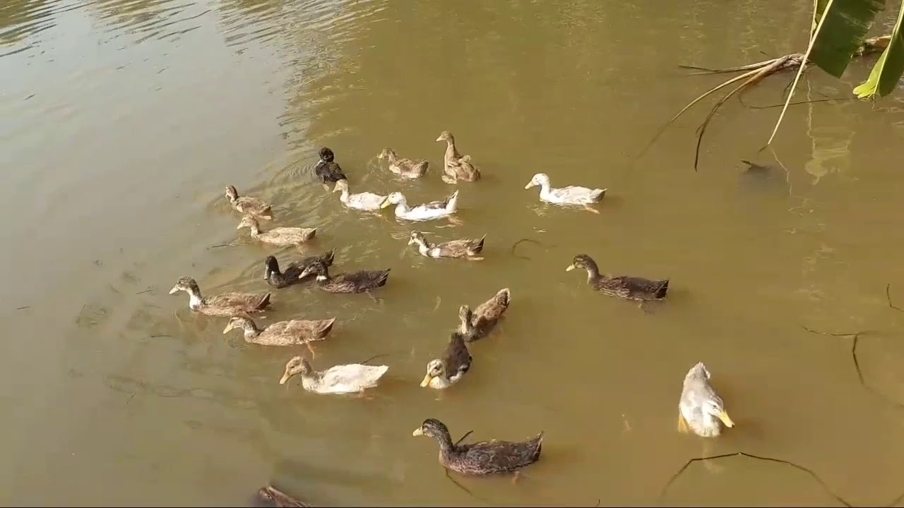 #Ratuawaaz # Duck farming in Nepal. - YouTube