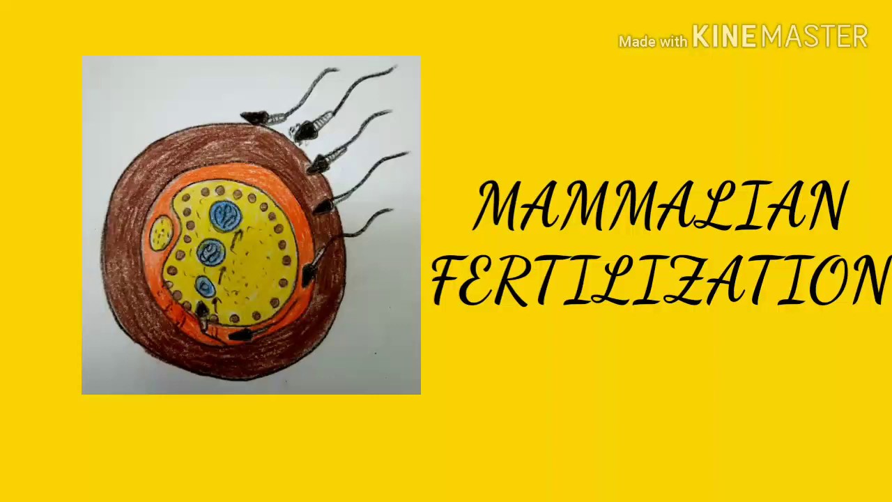 Mammalian Fertilization|How To Draw Mammalian Fertilization Diagram ...