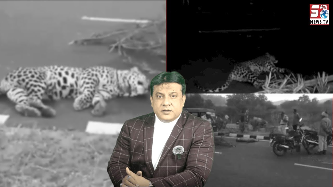 Sadak hadse mee leopard hua zakhmi | Penukonda Sri Sathya Sai district ...