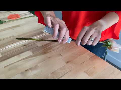 Rose de-thorner Medium - YouTube