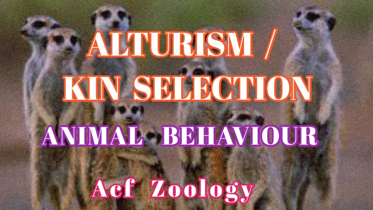 Alturism | Kin selection | Animal Behavior | BSC ZOOLOGY | UPSC ZOOLOGY ...