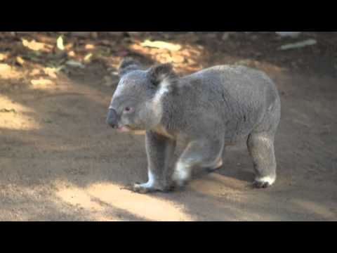 Koala Walking - YouTube
