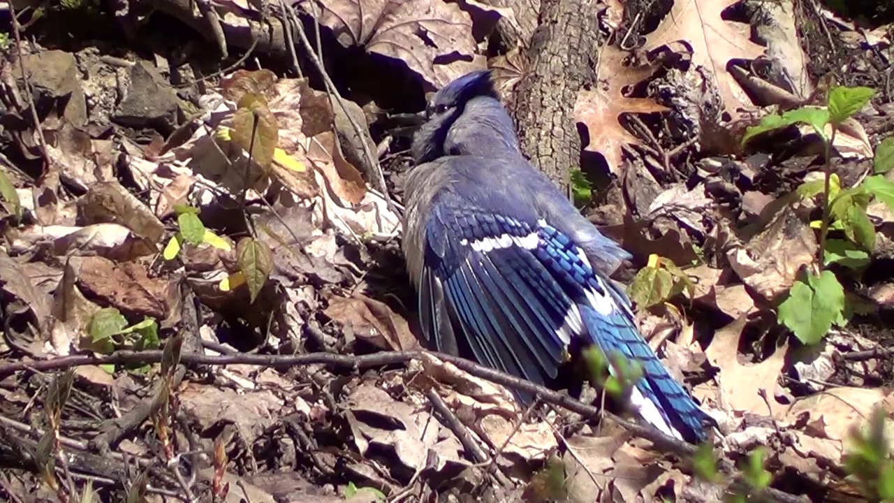 Blue Jay Anting HQ HD - YouTube