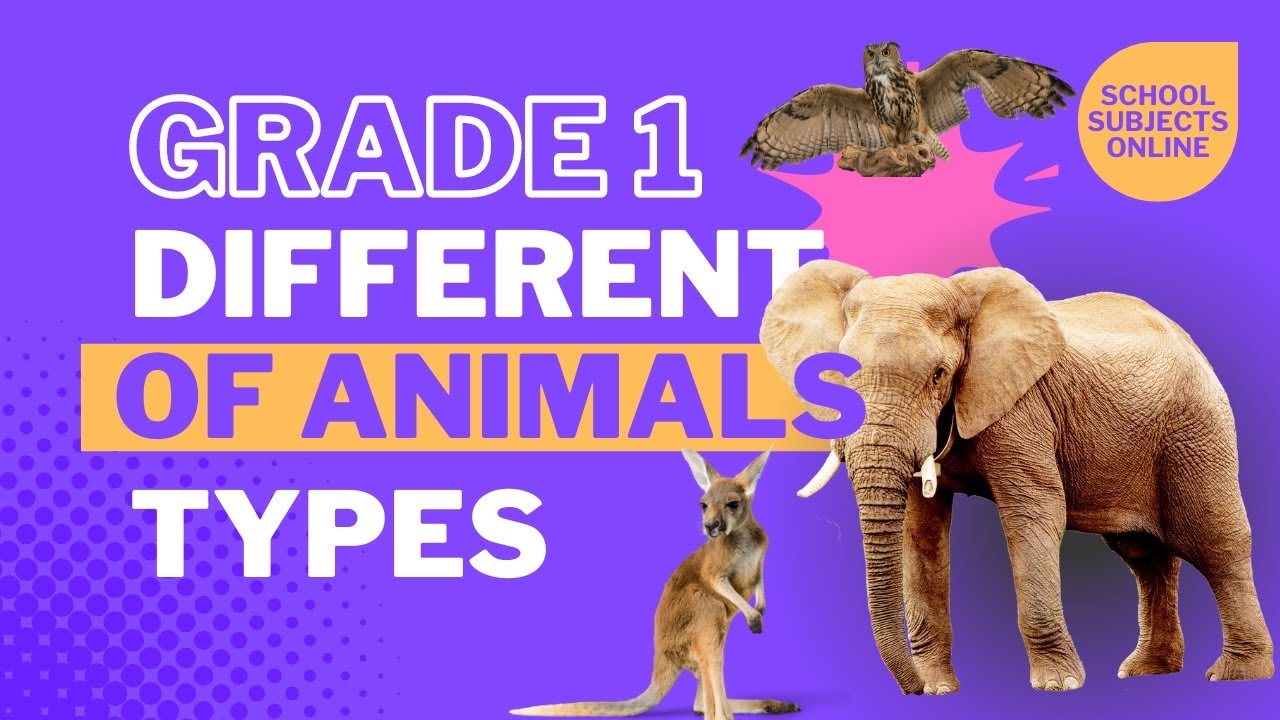 Grade 1 Lesson Different Types of Animals - YouTube