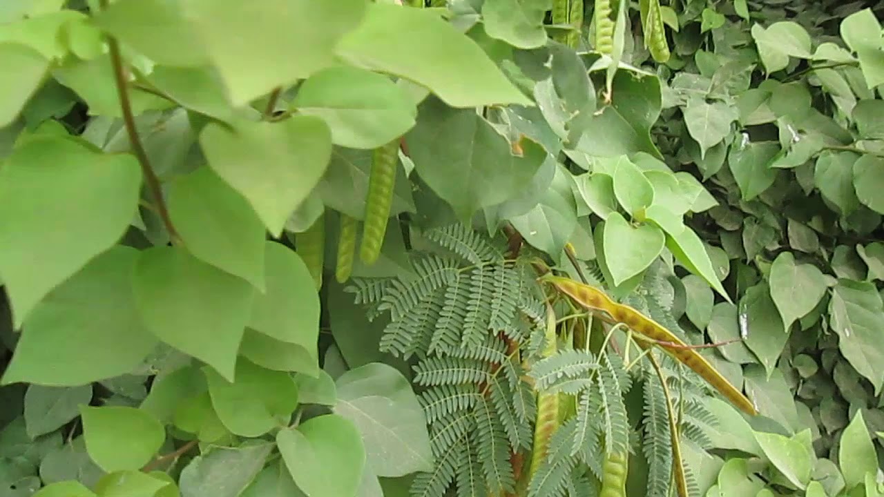 Flowers & Ipil Ipil in Saudi - YouTube