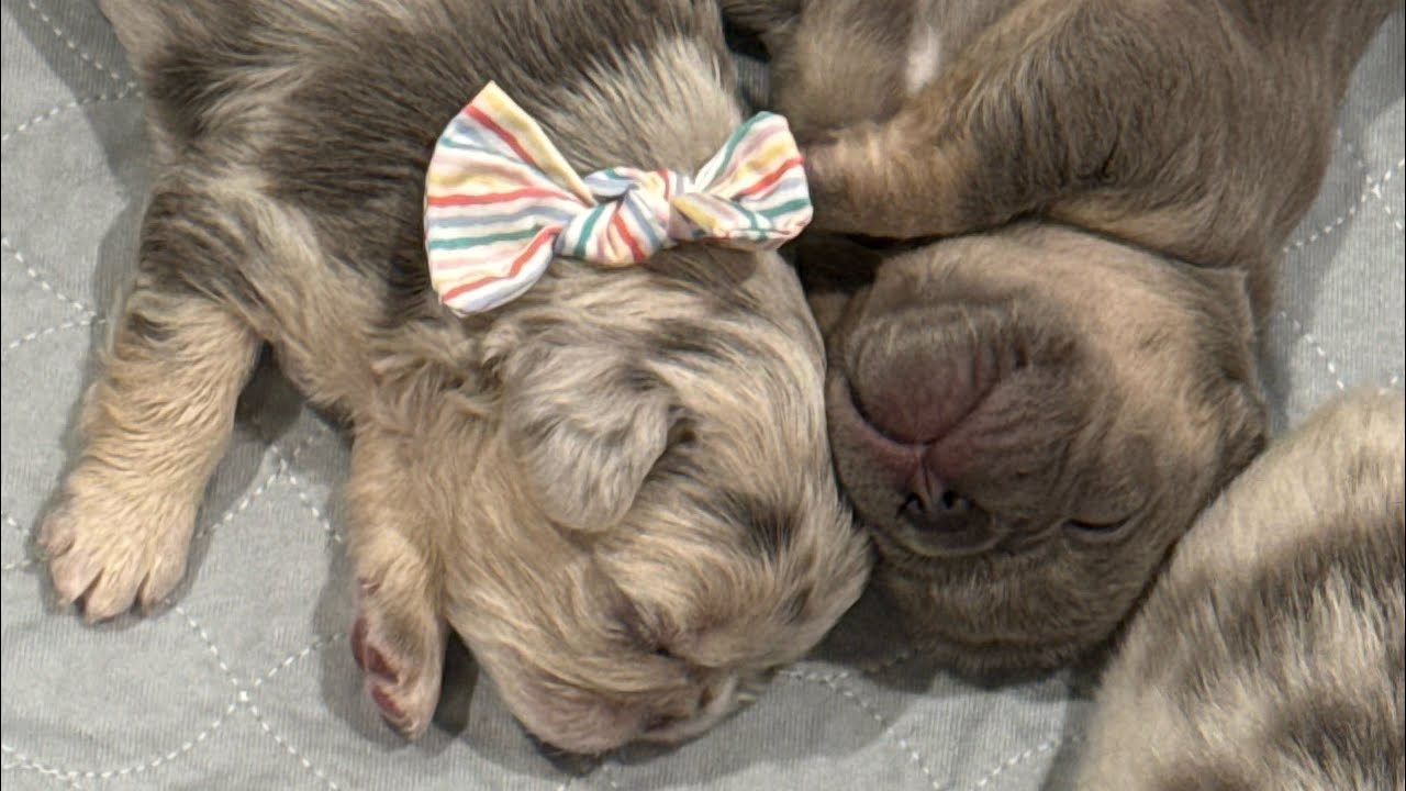 2 week old Frenchie Puppies (from Live) #puppy #frenchbulldog - YouTube