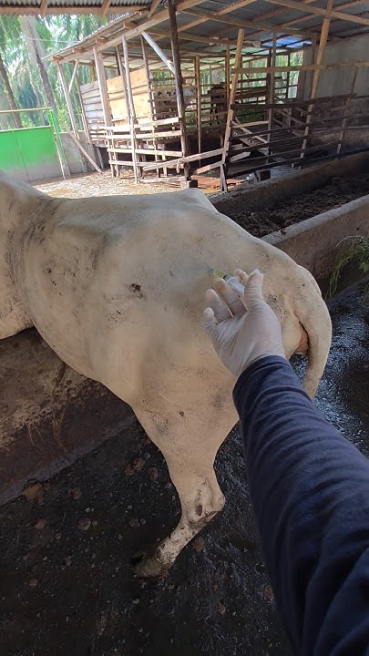 penyuntikan vitamin ADE pada sapi dara #sapi #cow #animals - YouTube