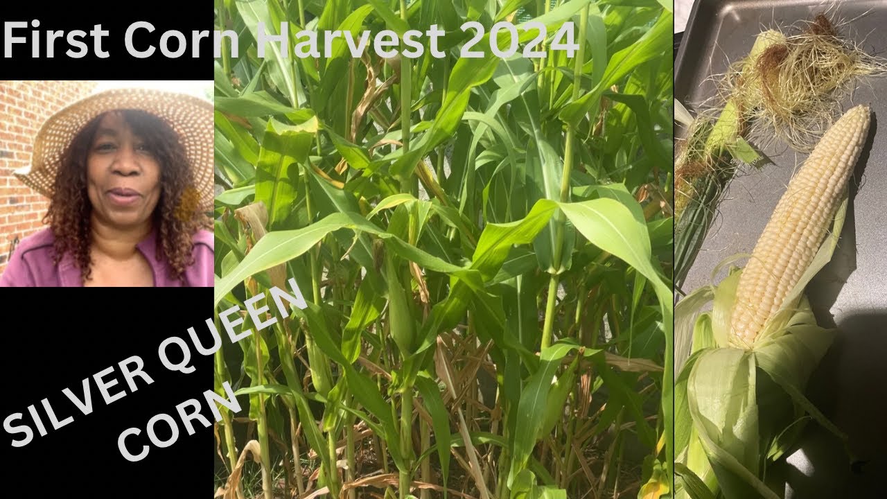 1ST CORN (SILVER QUEEN) HARVEST 2024 #gardening #corn #georgia - YouTube
