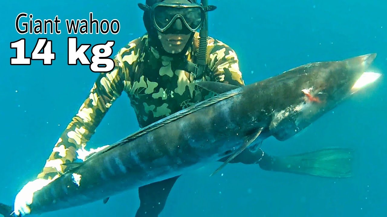 BIG WAHOO SPEARFISHING SIMEULUE ISLAND INDONESIA TENGGIRI BATANG - YouTube