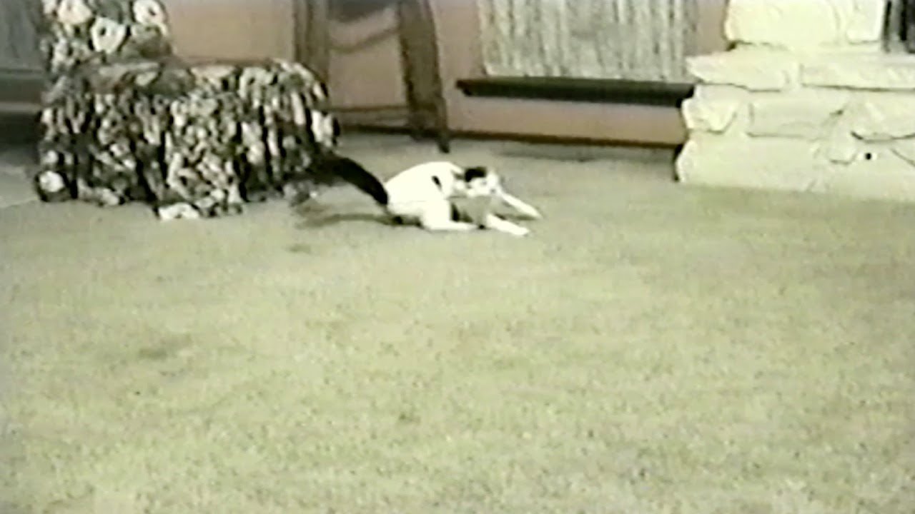 Cute Spinning Cat With Toy - YouTube