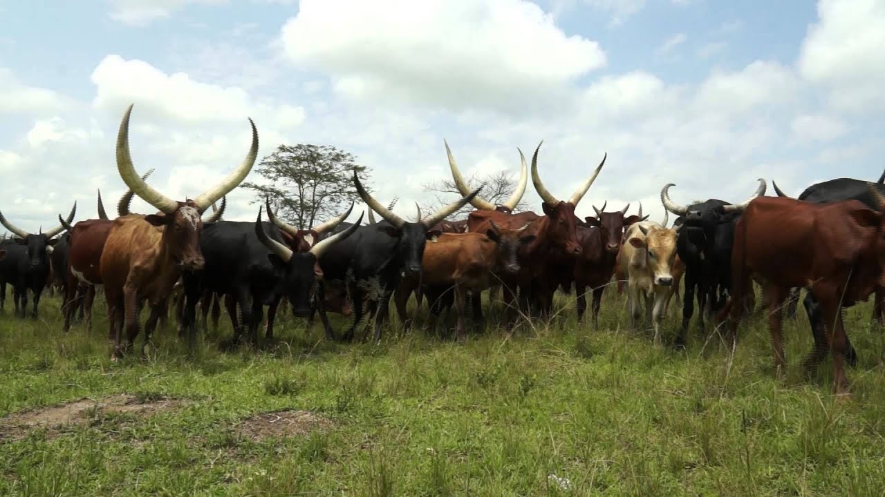 BACAS ANKOLE. REINO BAHIMA. UGANDA - YouTube